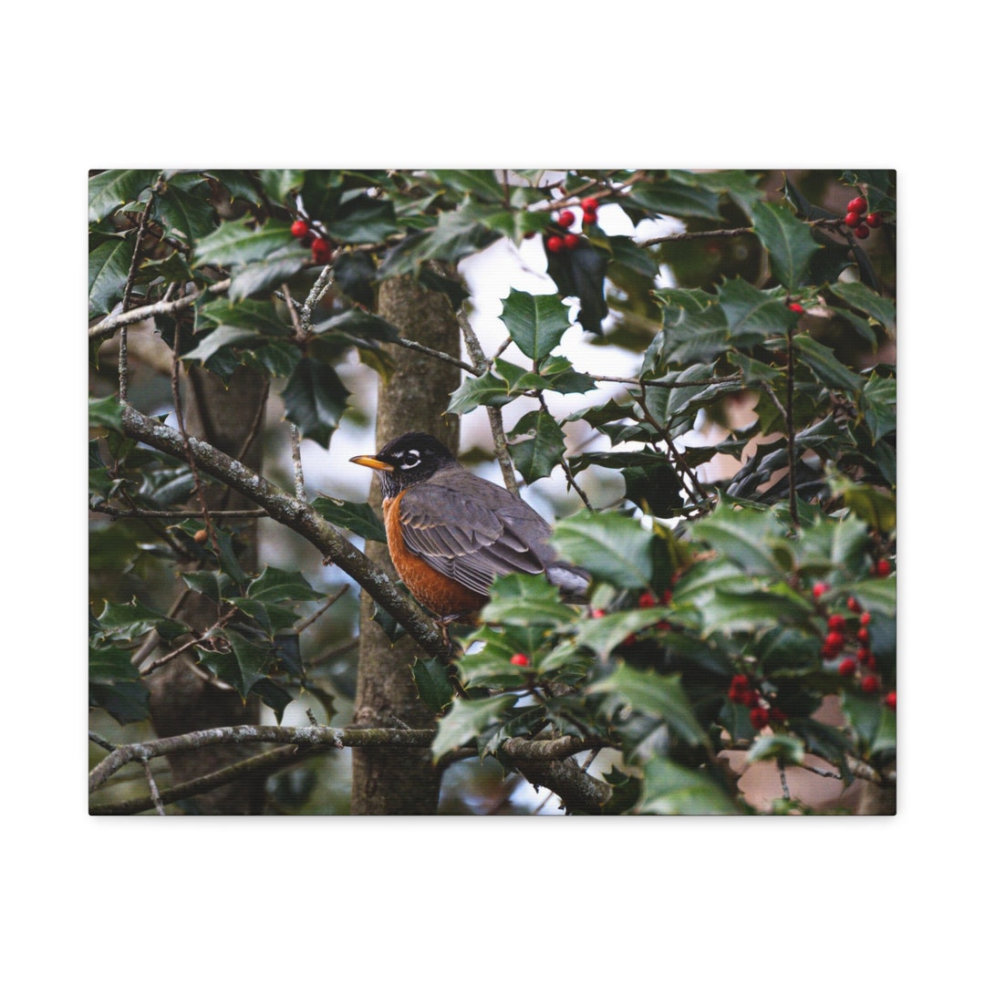 Robin Bird in December, Durham NC - Photography Canvas Galley Wraps - Etsy