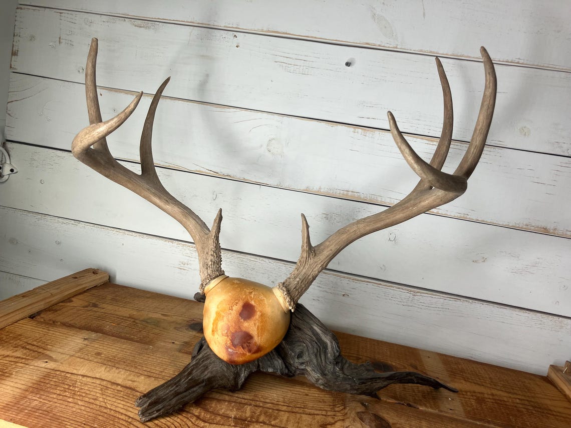 Large Deer Antlers Mount - Etsy