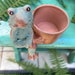 Mini Frog Pot Set of 2 - Etsy