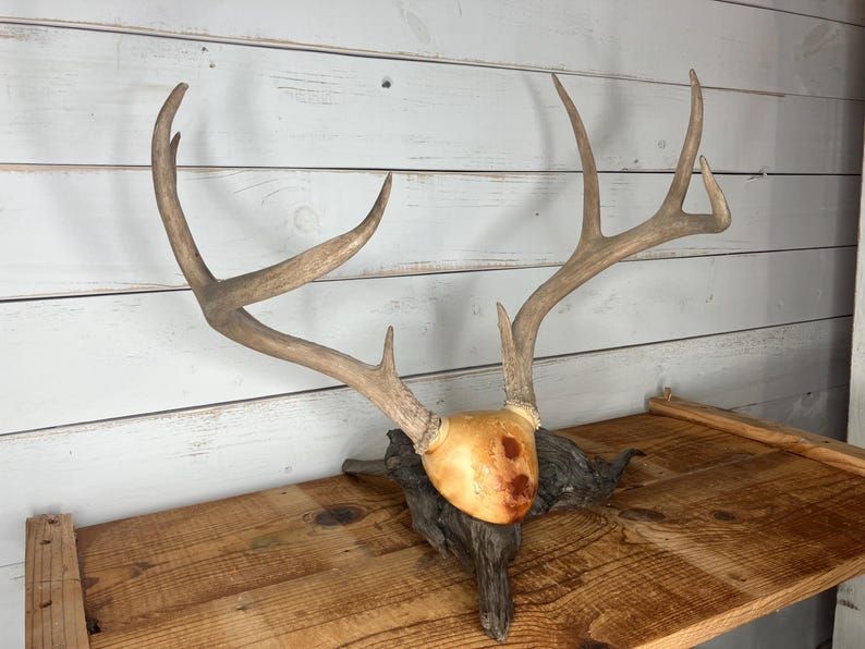 Large Deer Antlers Mount - Etsy