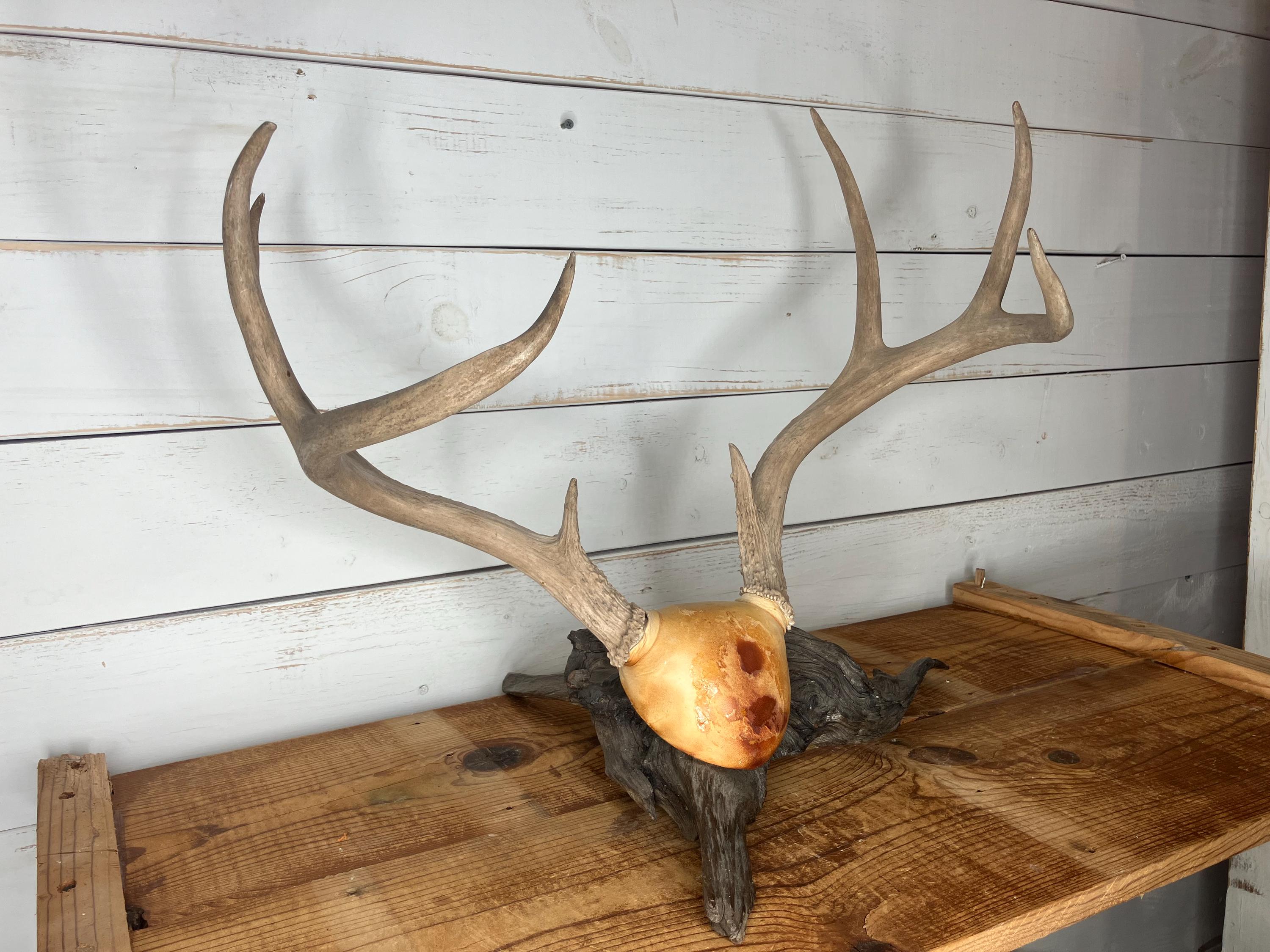 Large Deer Antlers Mount - Etsy