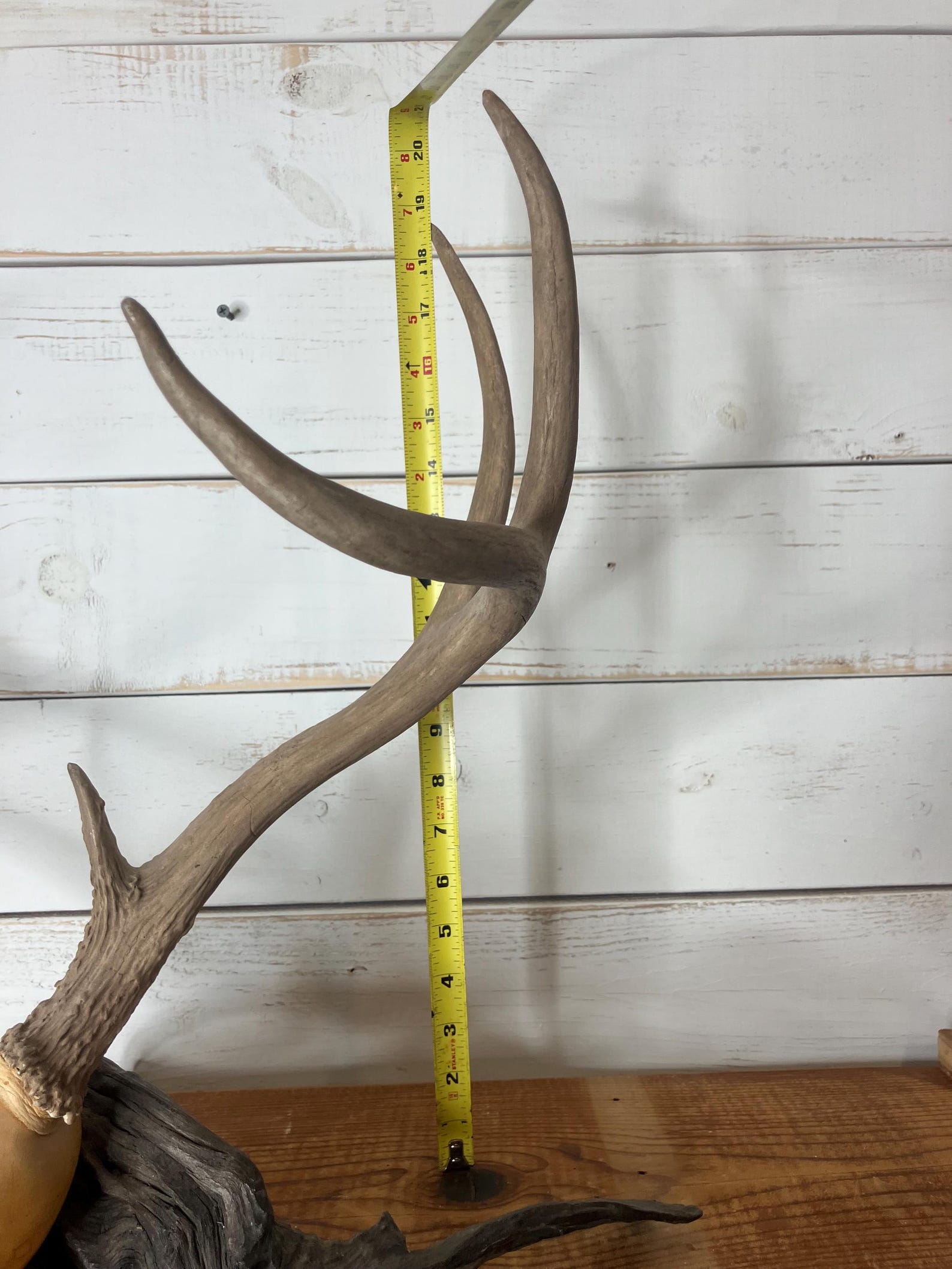 Large Deer Antlers Mount - Etsy