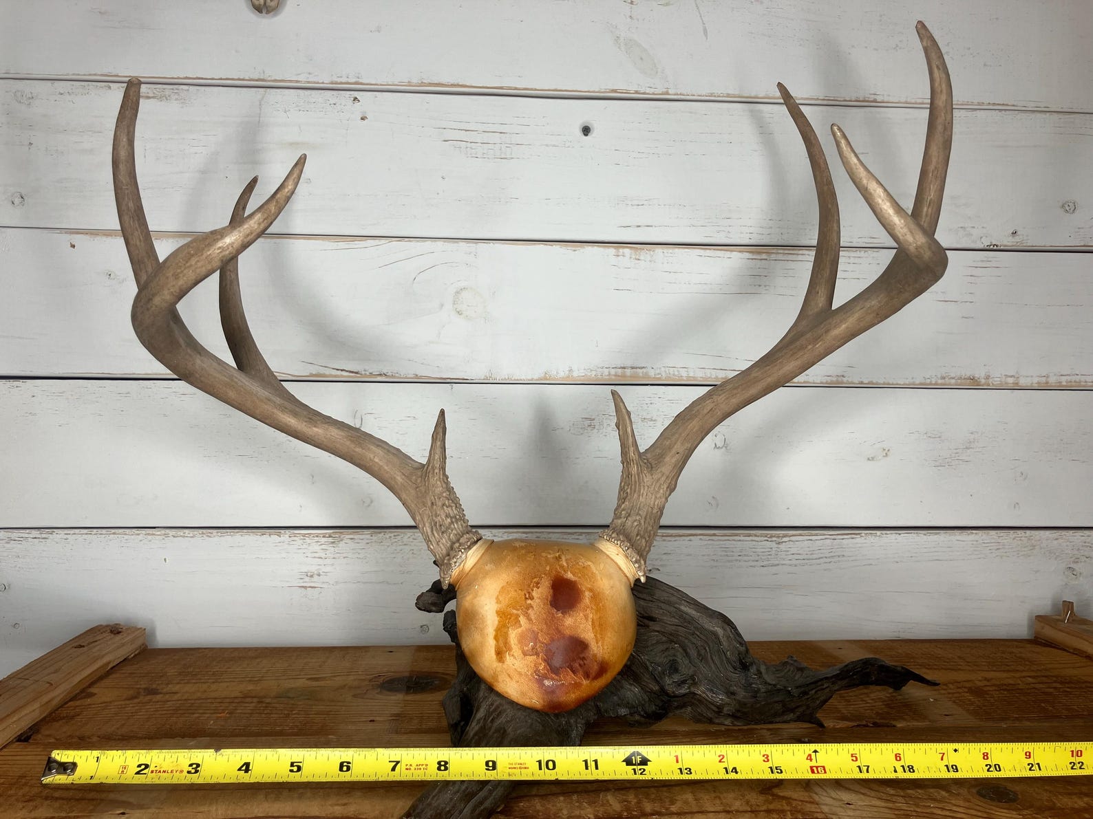 Large Deer Antlers Mount - Etsy