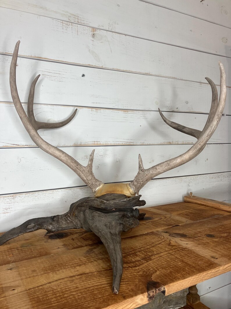 Large Deer Antlers Mount - Etsy