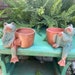 Mini Frog Pot Set of 2 - Etsy