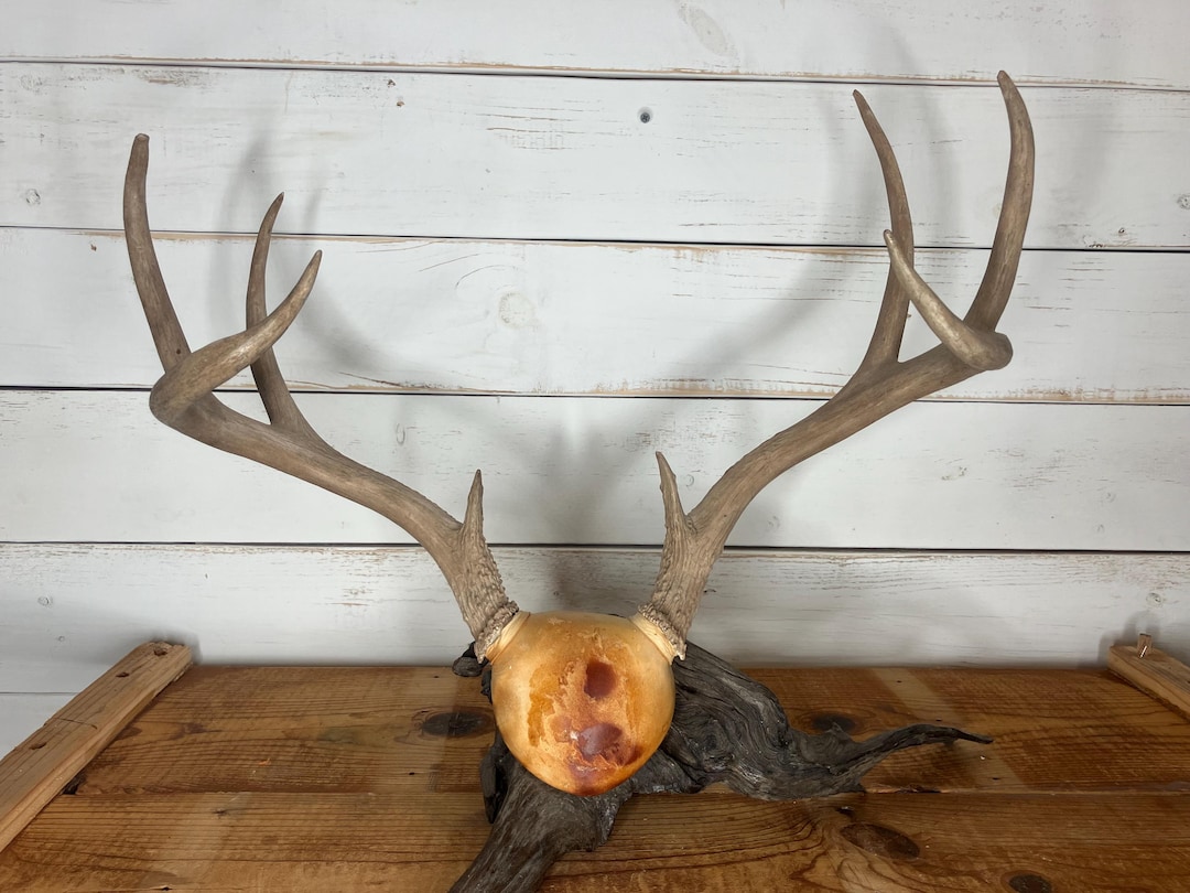 Large Deer Antlers Mount - Etsy