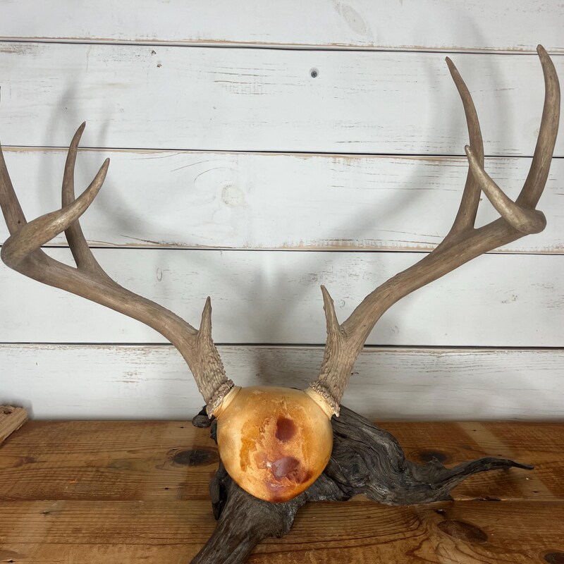 Deer Antler Mount - Etsy