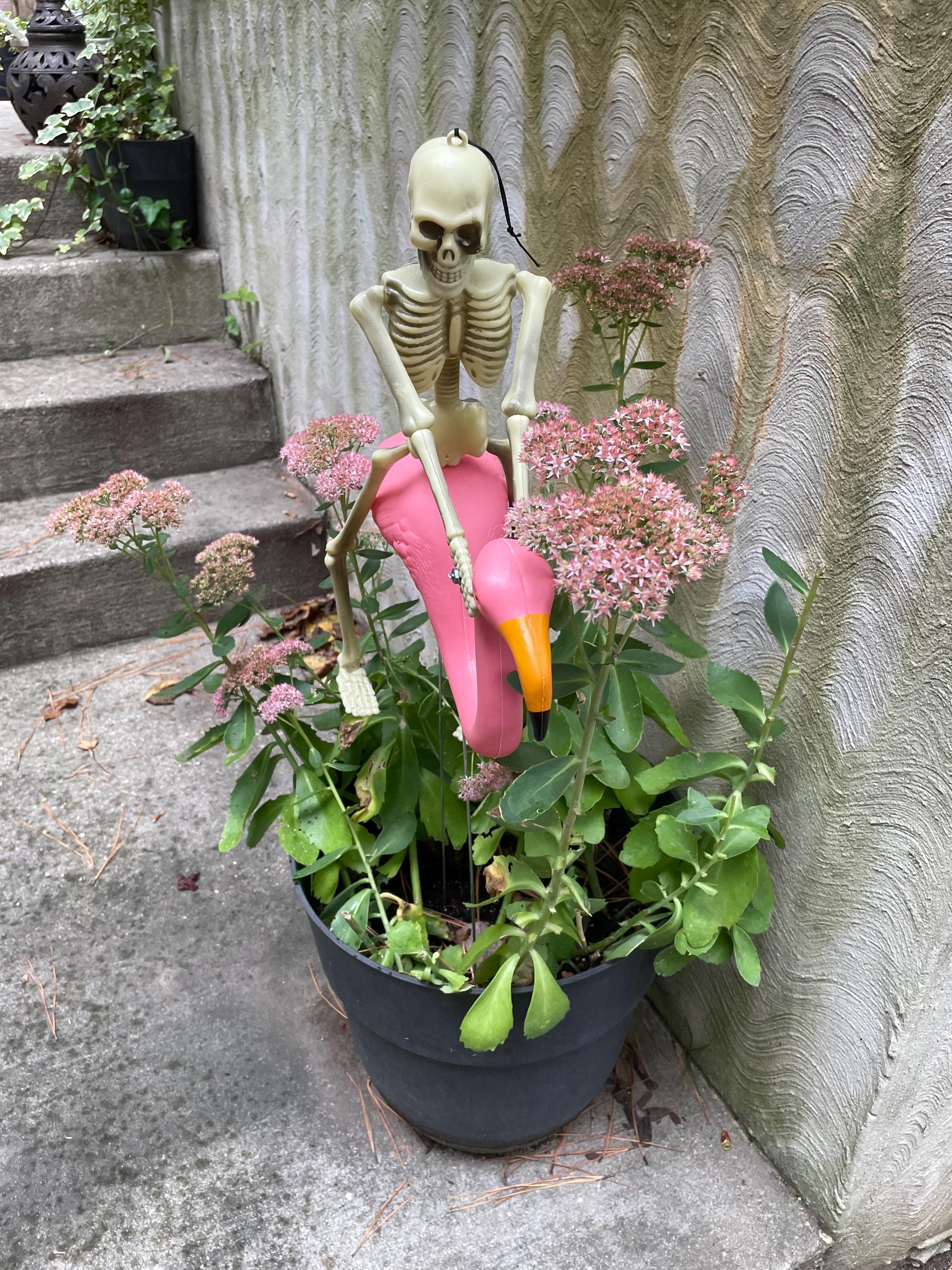Skeleton Riding Flamingo, Halloween Flamingo , Unique Skeleton ...