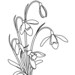 Snowdrops Line Drawing Unique Flower Art Hand Drawn Art Digital ...