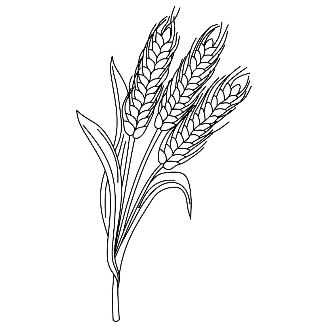Wheat Line Drawing Wheat Sheaf Unique Plant Art Hand Drawn Digital ...
