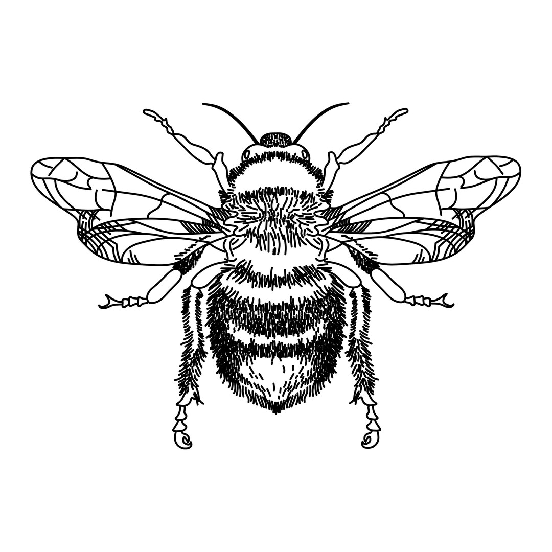 Honey Bee Line Drawing Unique Animal Art Hand Drawn Art Digital ...