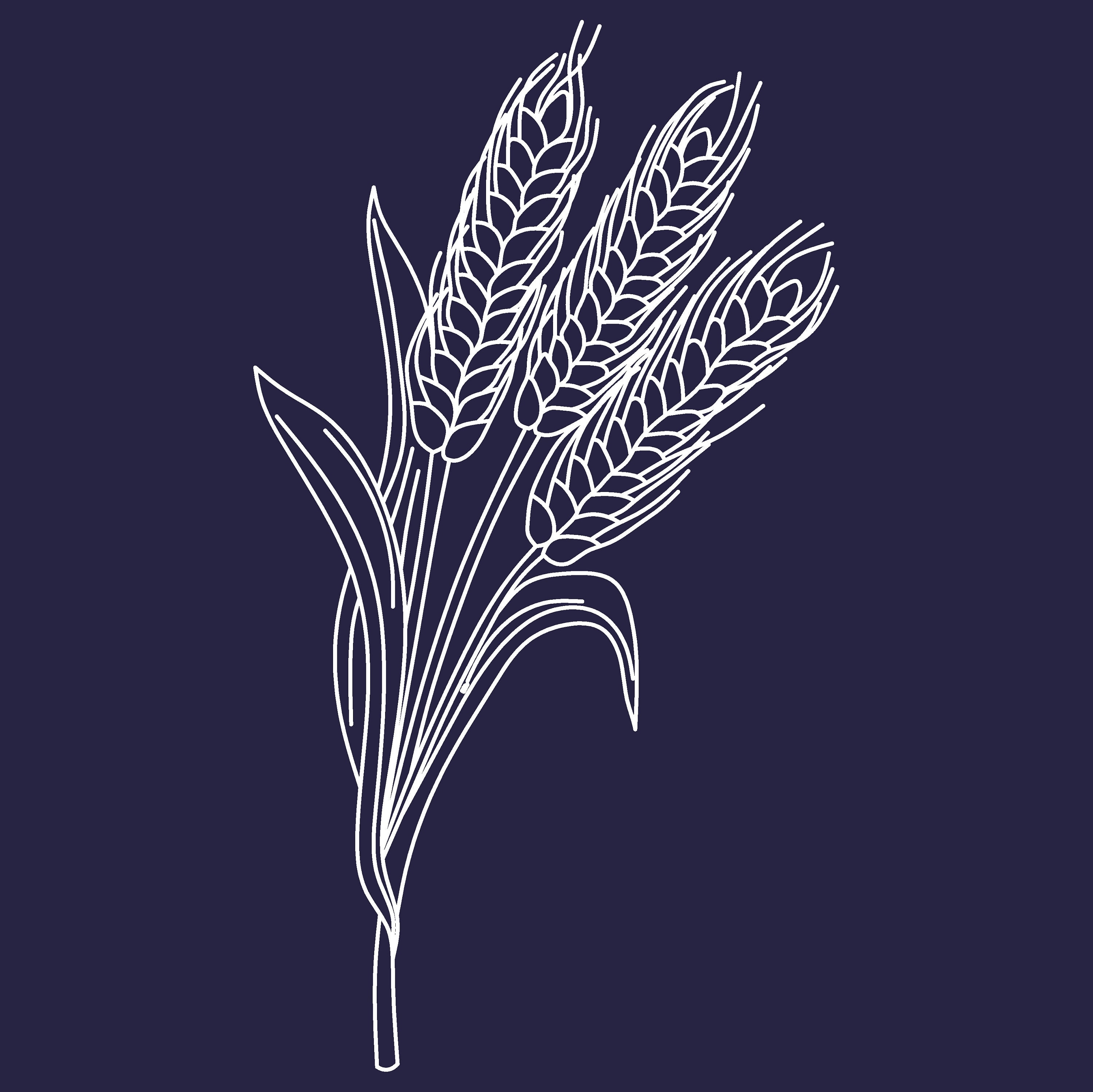 Wheat Line Drawing Wheat Sheaf Unique Plant Art Hand Drawn Digital ...