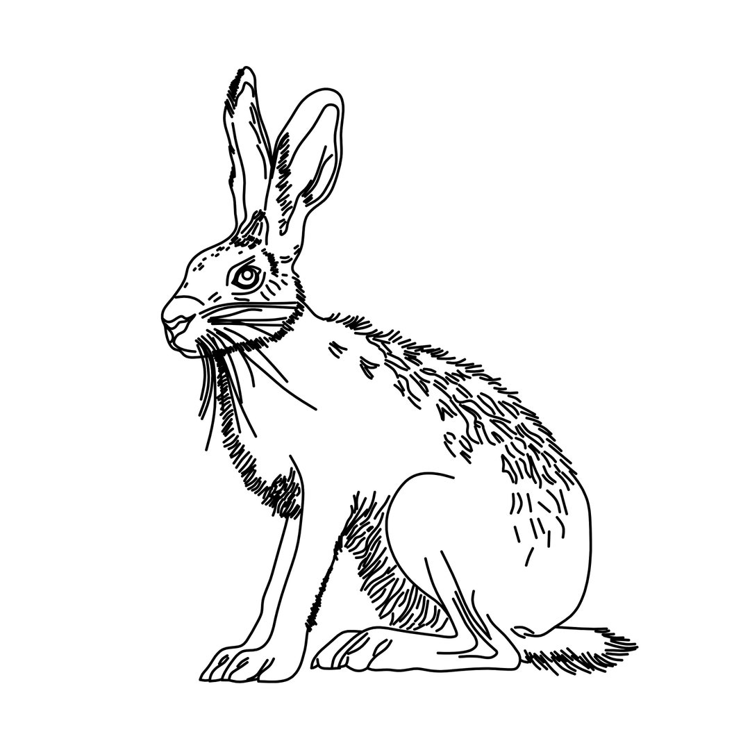 Hare Line Drawing Unique Animal Art Hand Drawn Art Digital Download ...