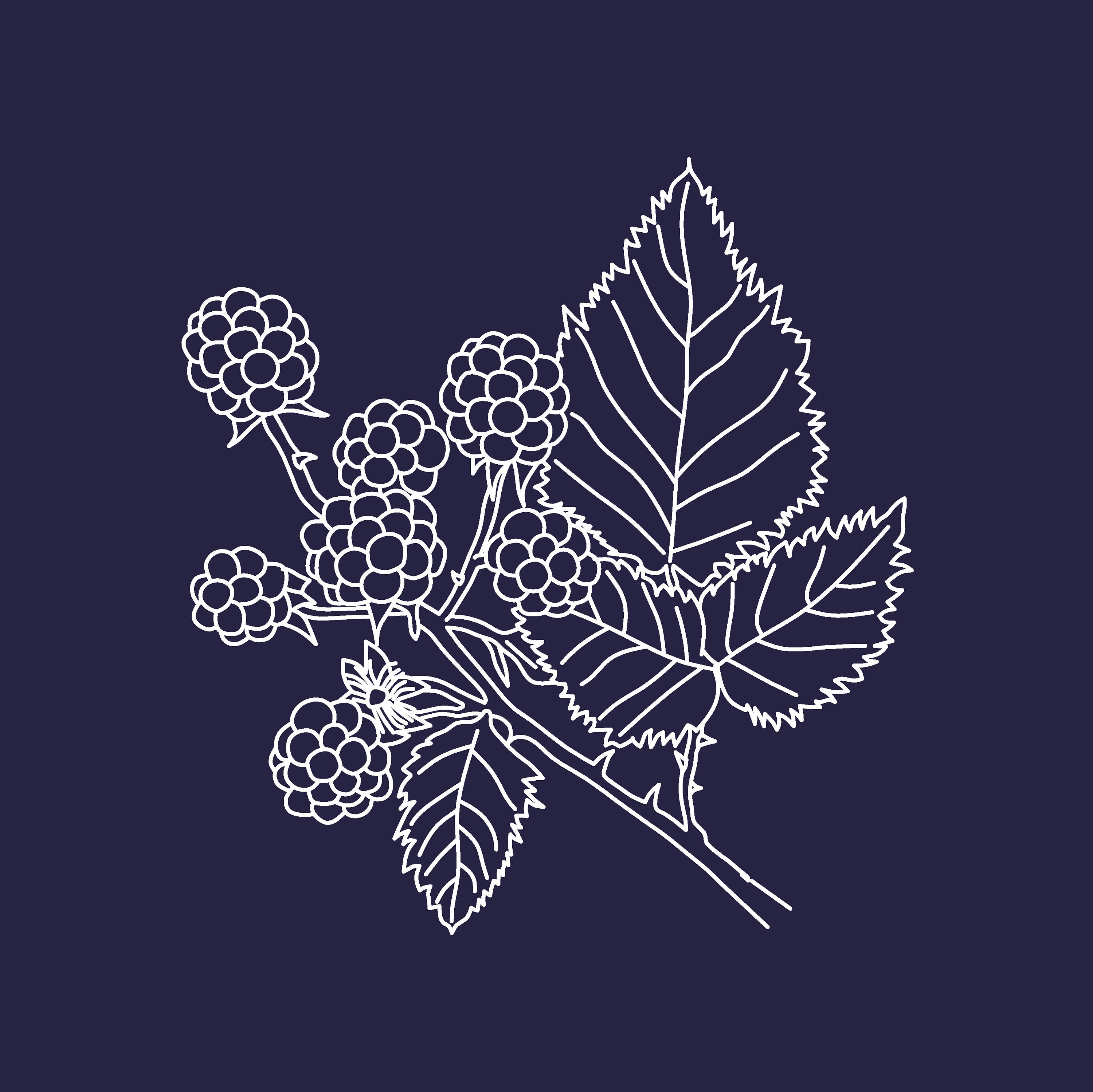 Blackberries Line Drawing Unique Plant Art Hand Drawn Art Digital ...