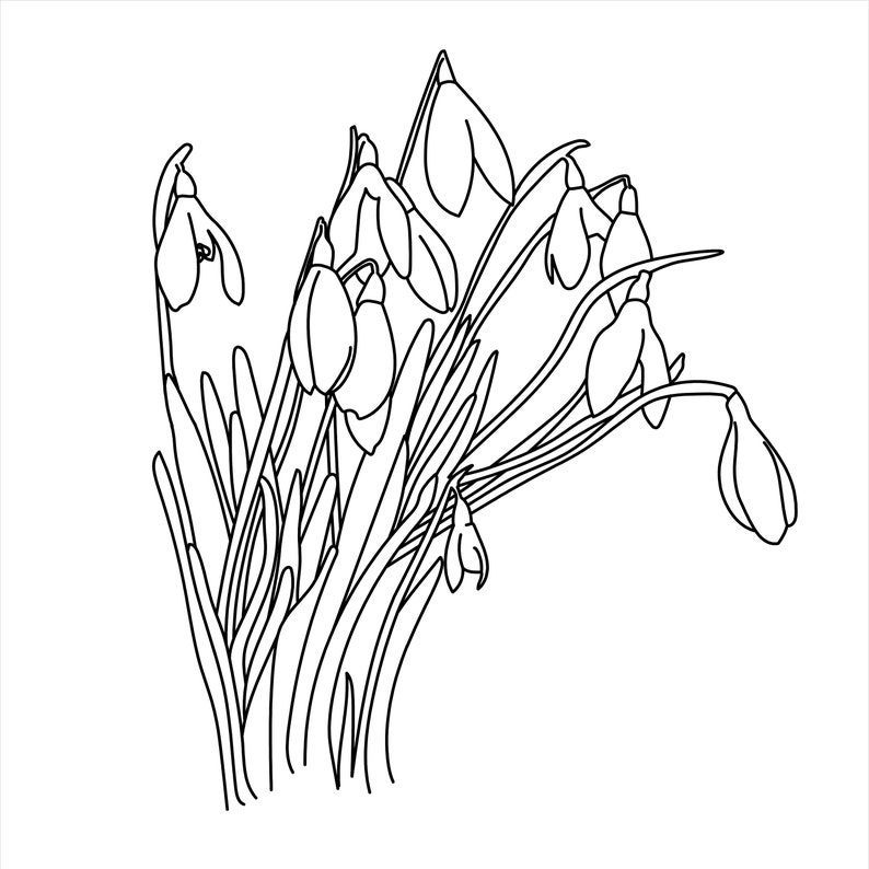 Snowdrops 2 Line Drawing Unique Flower Art Hand Drawn Digital Download ...