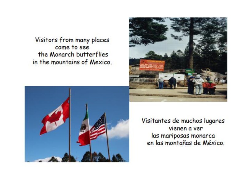 Trees for the Monarch Butterflies/Árboles Para Las Mariposas Monarca ...