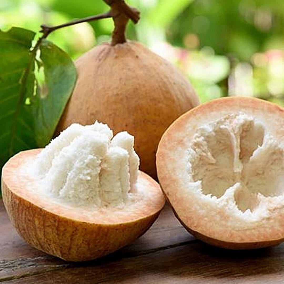 Santol Plant Cotton Fruit Sandoricum Koetjape Tree Tropical - Etsy