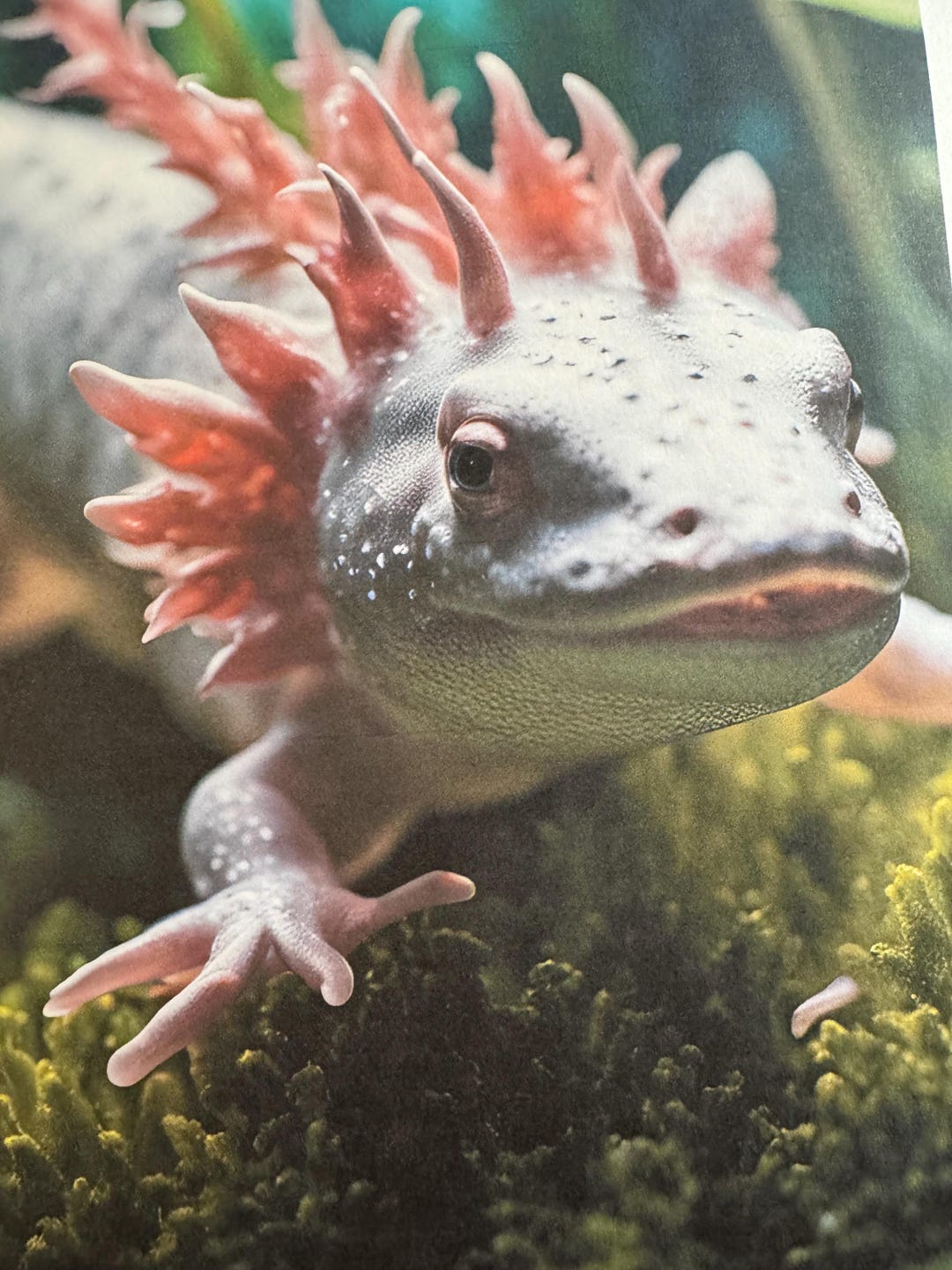 Vibrant Axolotl Paper Digital Download - Etsy