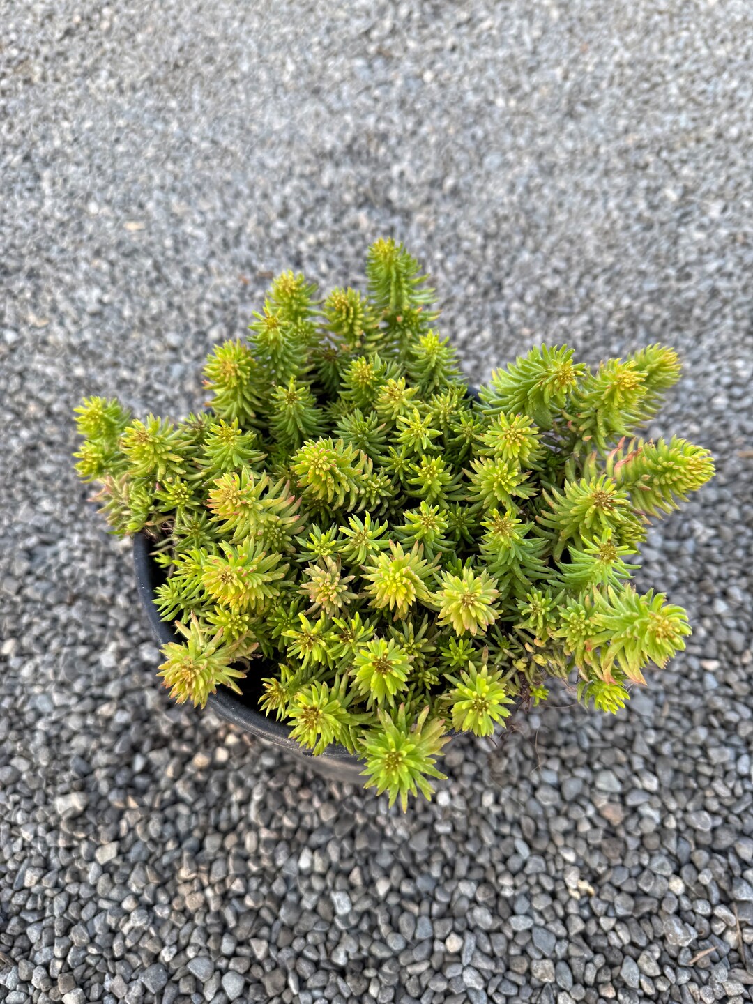 Reflexed Stonecrop sedum Rupestre 'angelina' - Etsy