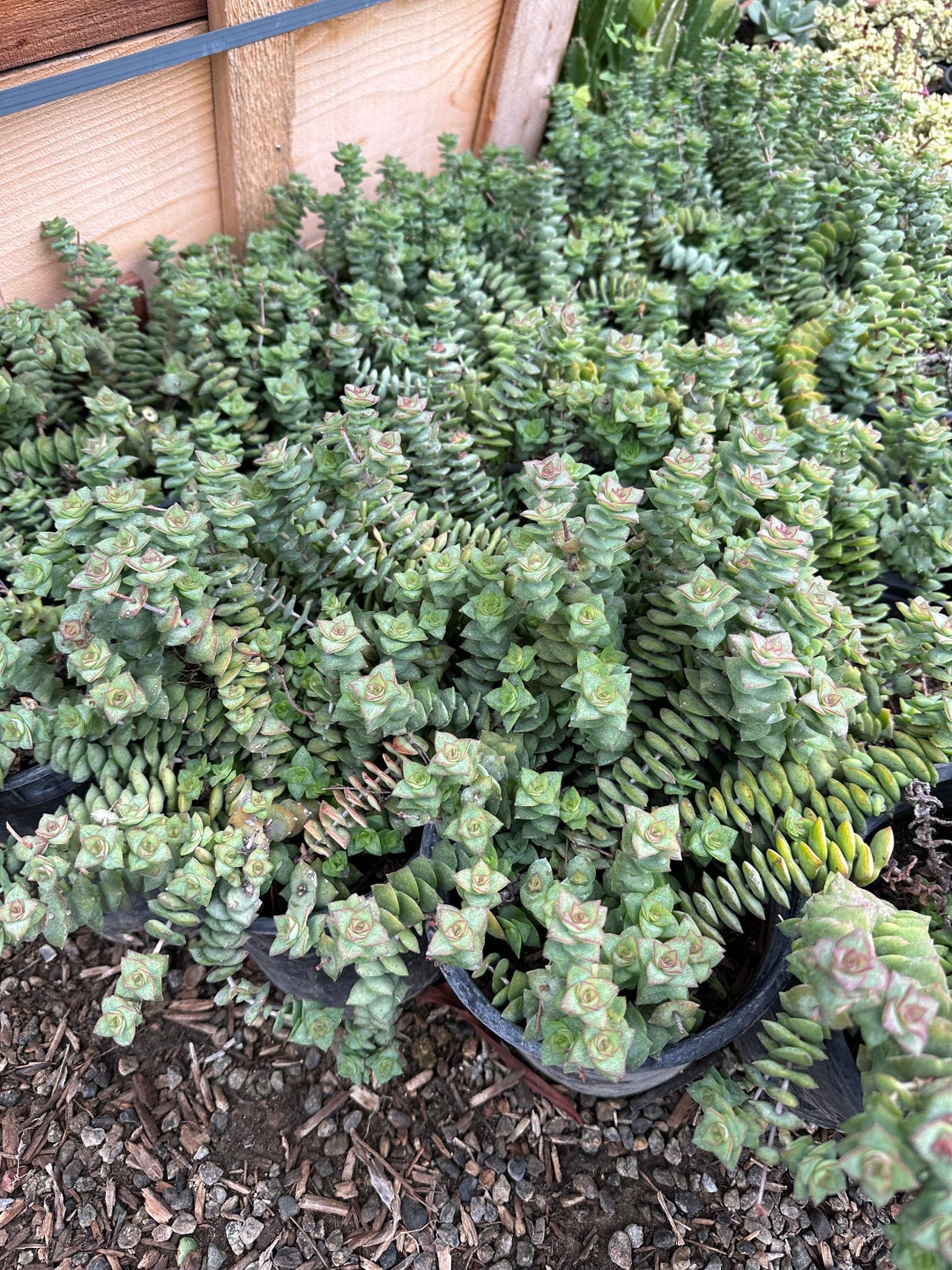 String of Buttons Succulent - Etsy