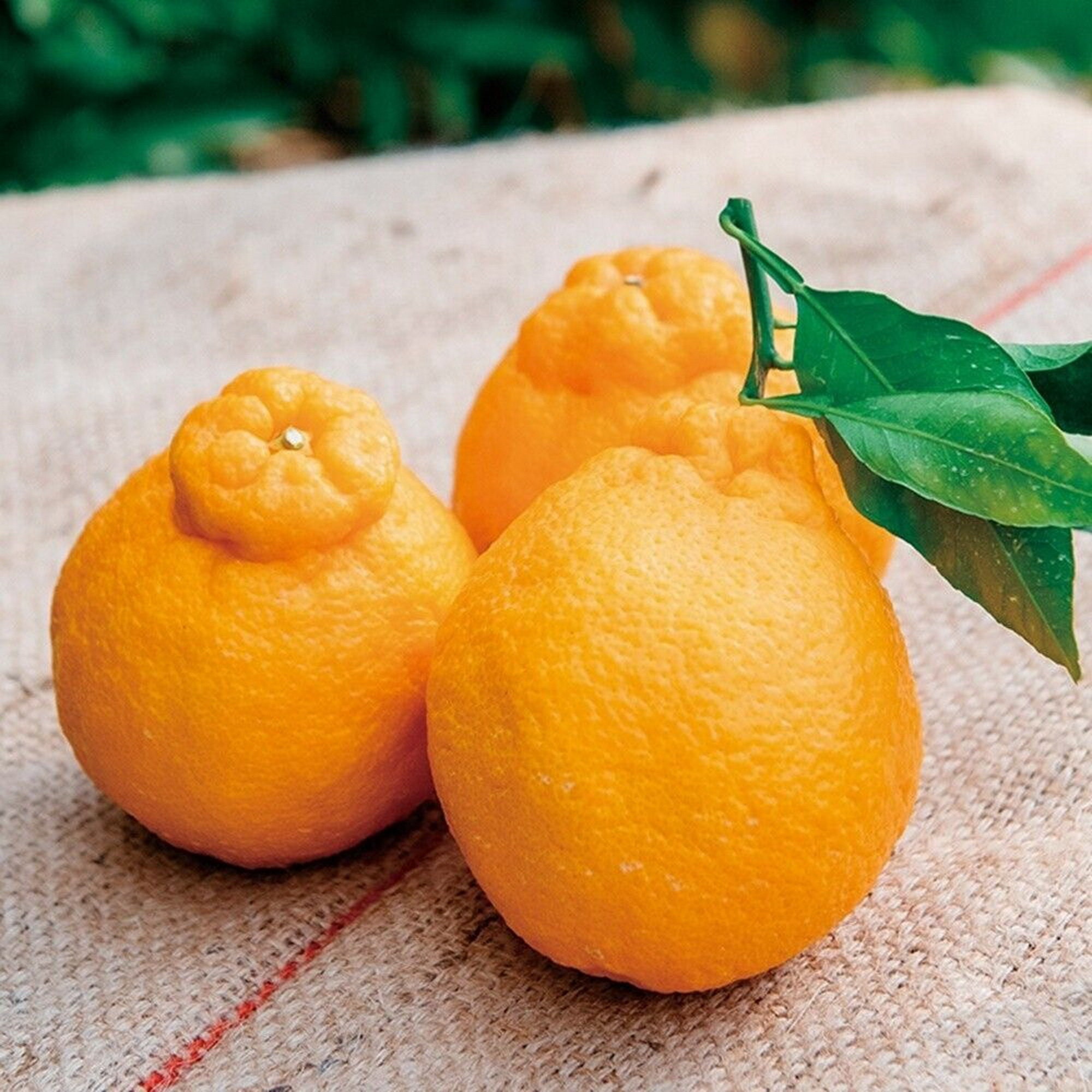 Orange DEKOPON SUMO SHIRANUI Grafted Plant Mandarin Fruit Tree - Etsy