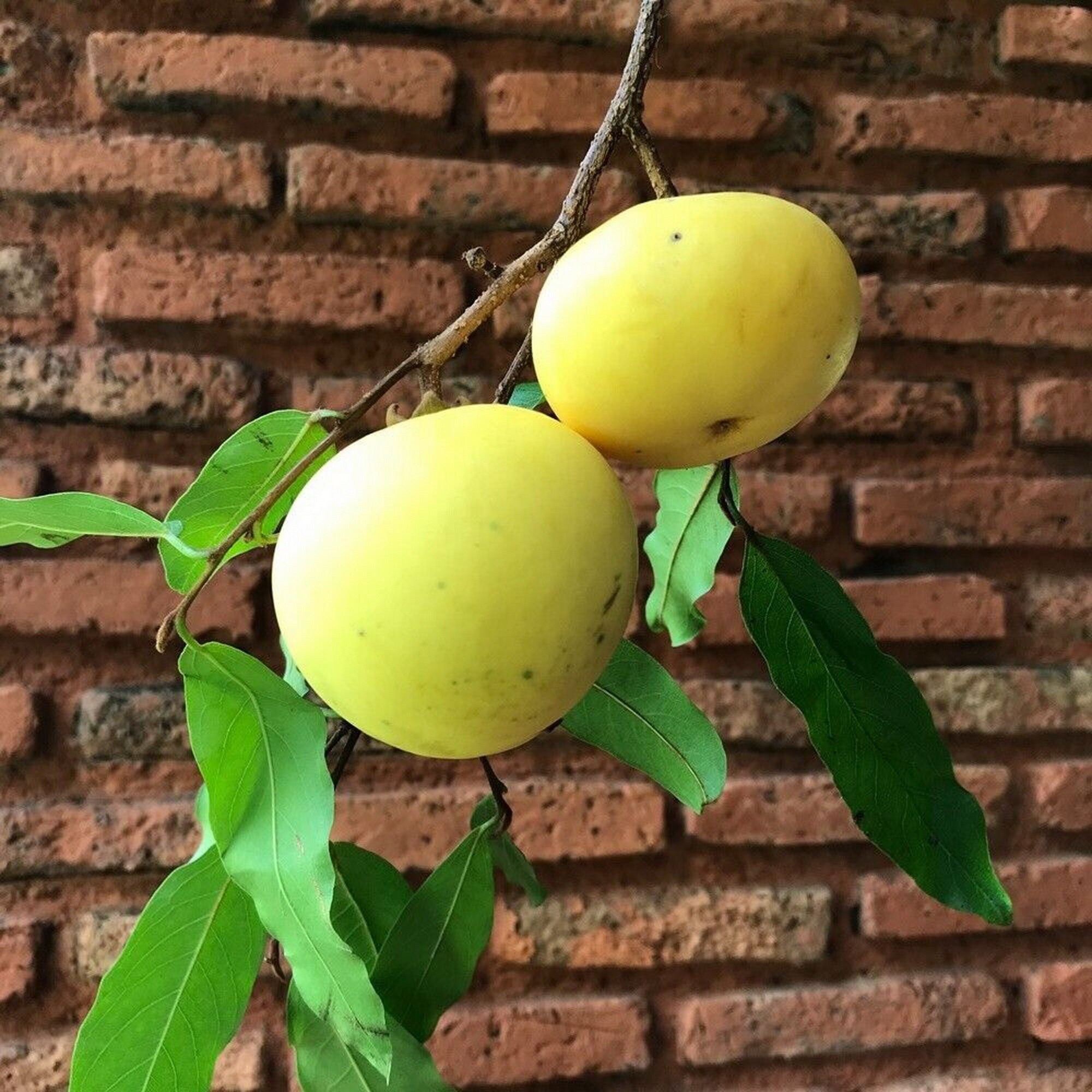 Gold Apple Plant Luuk-jan Fruit Diospyros Decandra Tree - Etsy