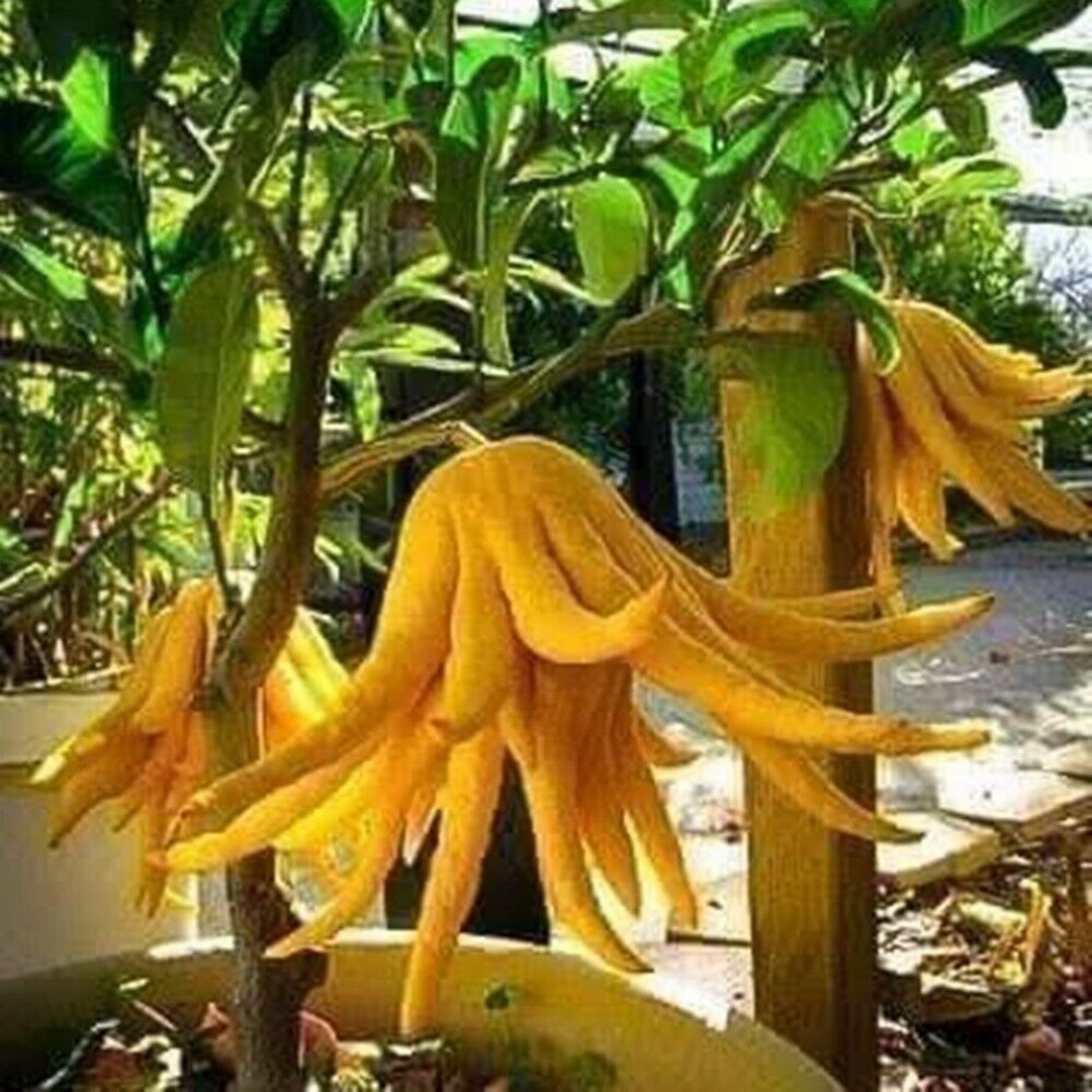 Buddha's Hand Plant Fingered Citron Fruit Tree Tropical - Etsy