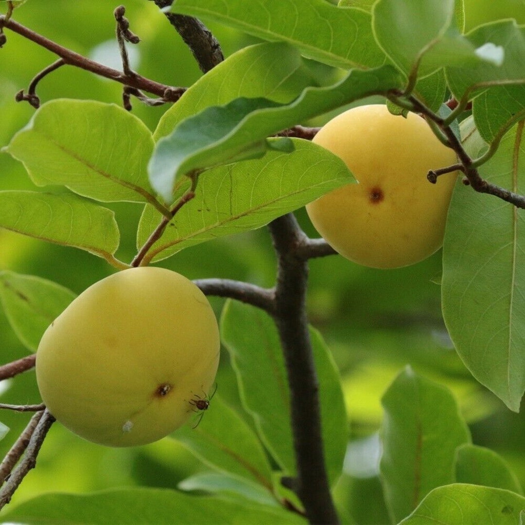 Gold Apple Plant Luuk-jan Fruit Diospyros Decandra Tree - Etsy
