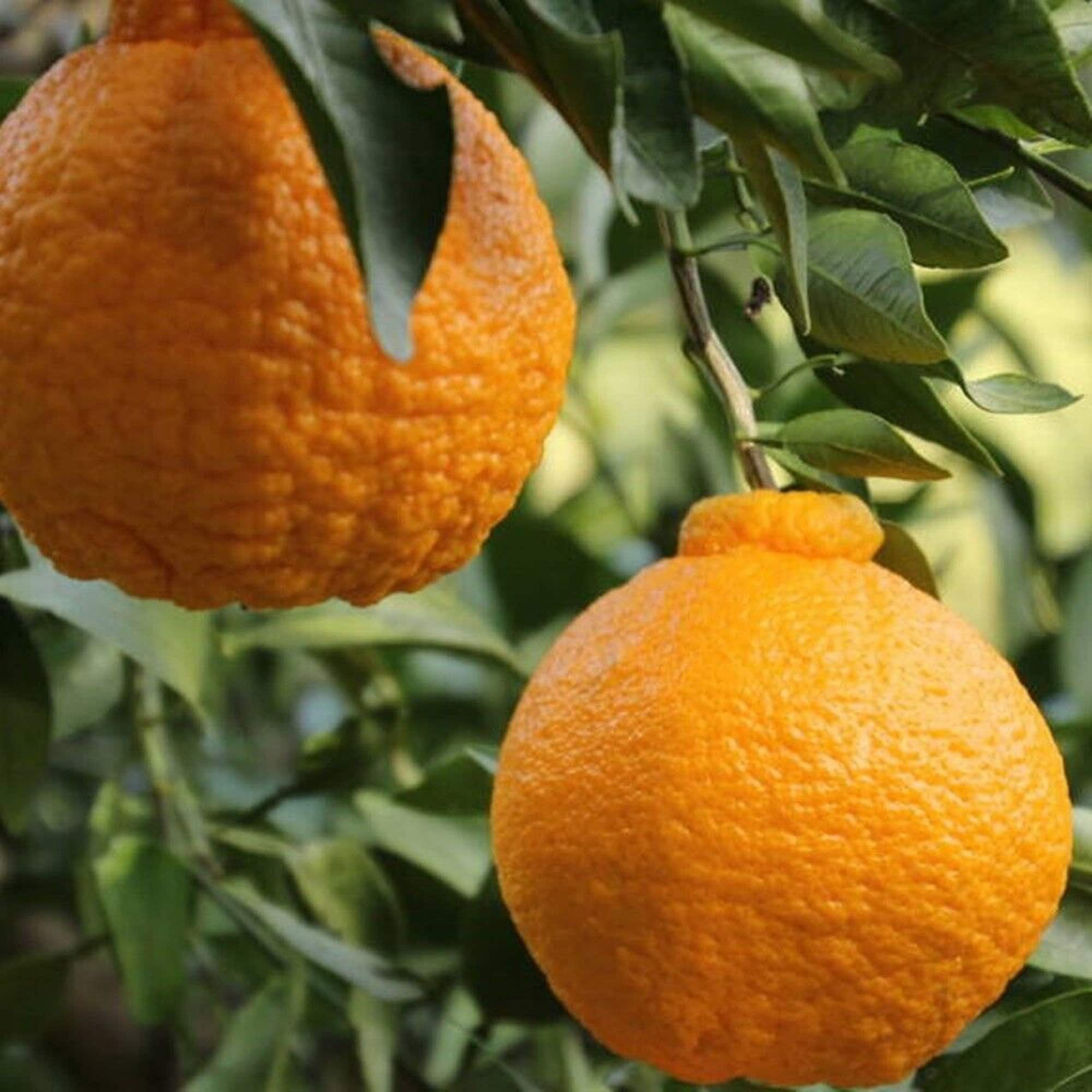 Orange DEKOPON SUMO SHIRANUI Grafted Plant Mandarin Fruit Tree - Etsy