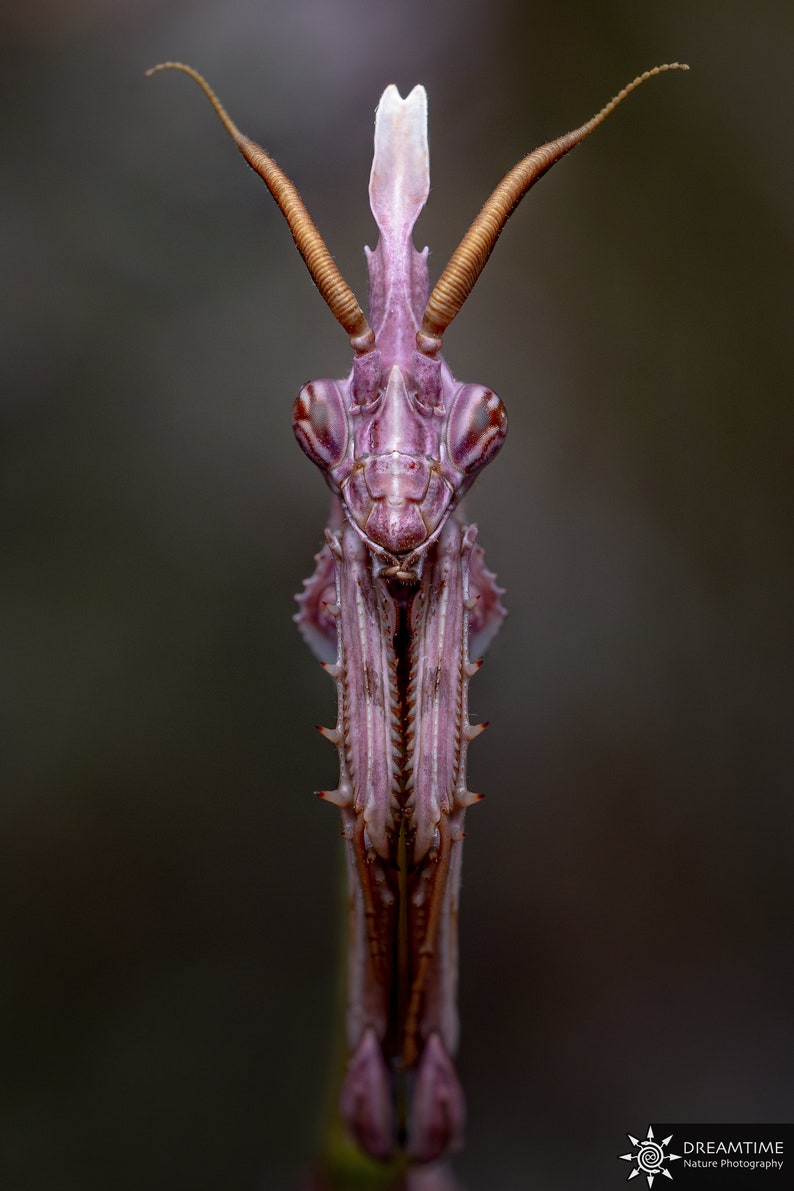 DNP DIFFUSER - Custom Macro Flash Diffuser - Etsy