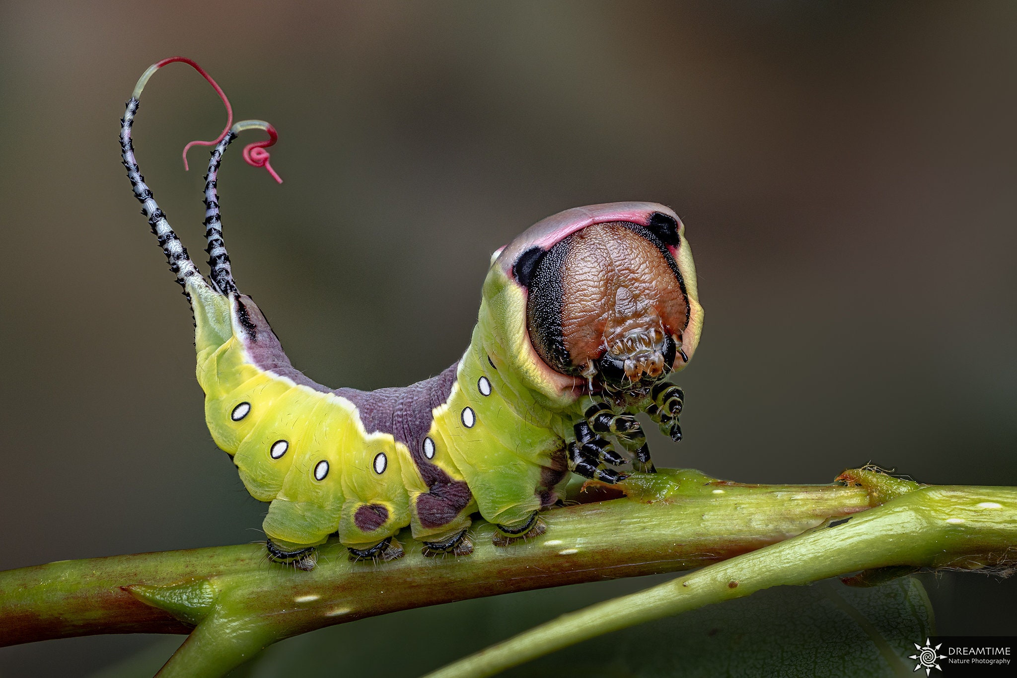 DNP DIFFUSER - Custom Macro Flash Diffuser - Etsy