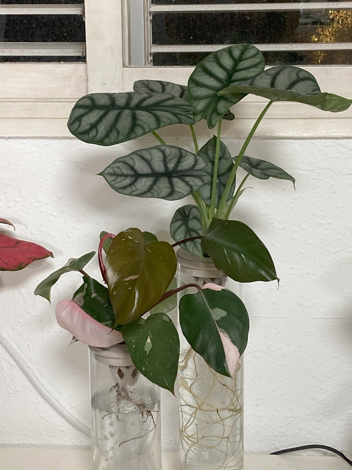 Bulla Bubble Pot, Set of Two Decorative Glass Cylinders Hydroponic ...