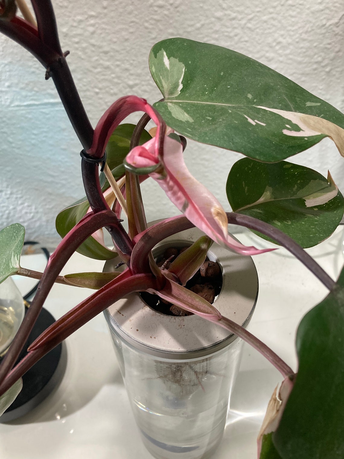 Bulla S Bubble Pot, Single 30 C"m Glass Cylinder Hydroponic Planter ...