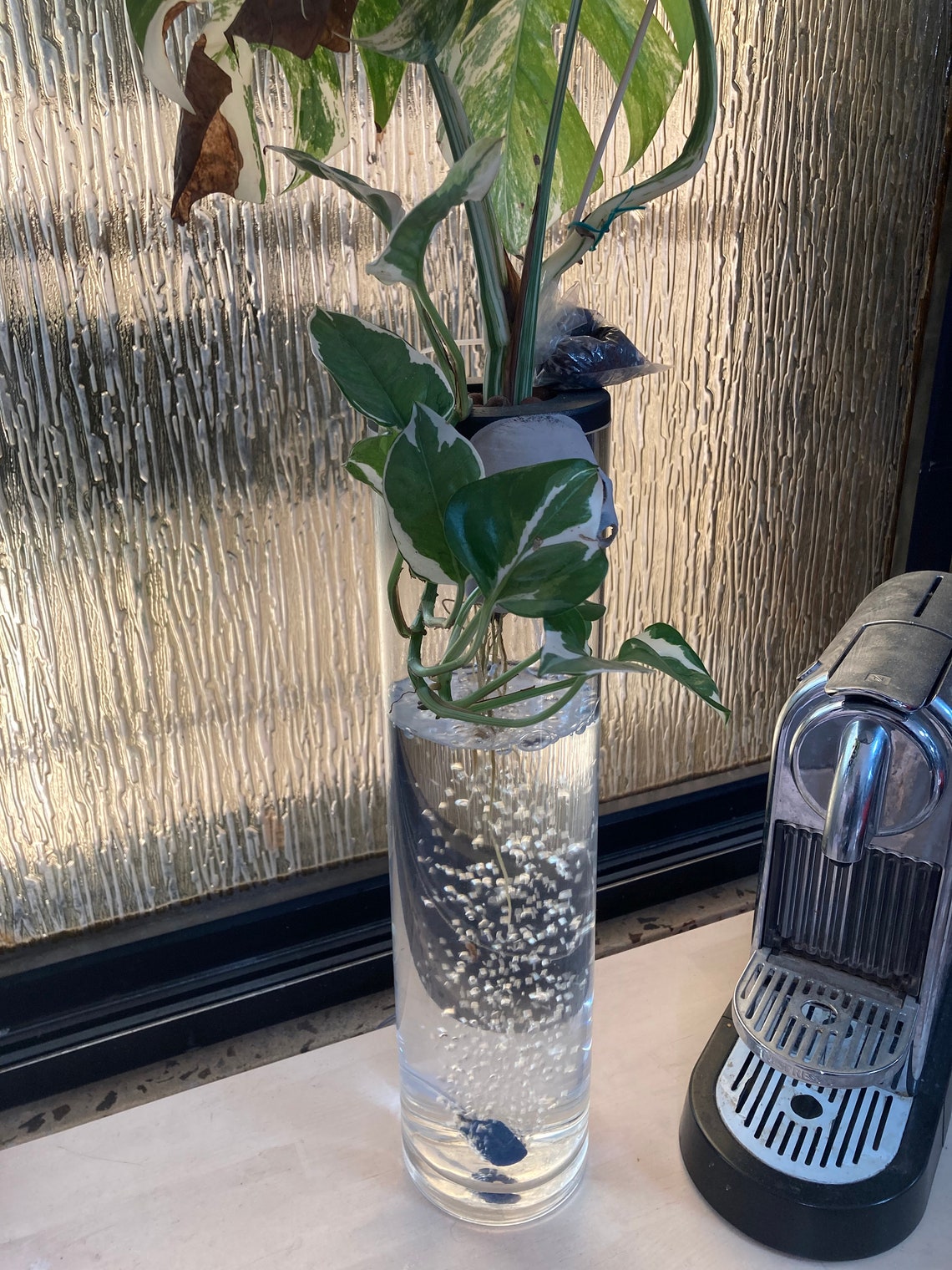 Bulla S Bubble Pot, Single 30 C"m Glass Cylinder Hydroponic Planter ...