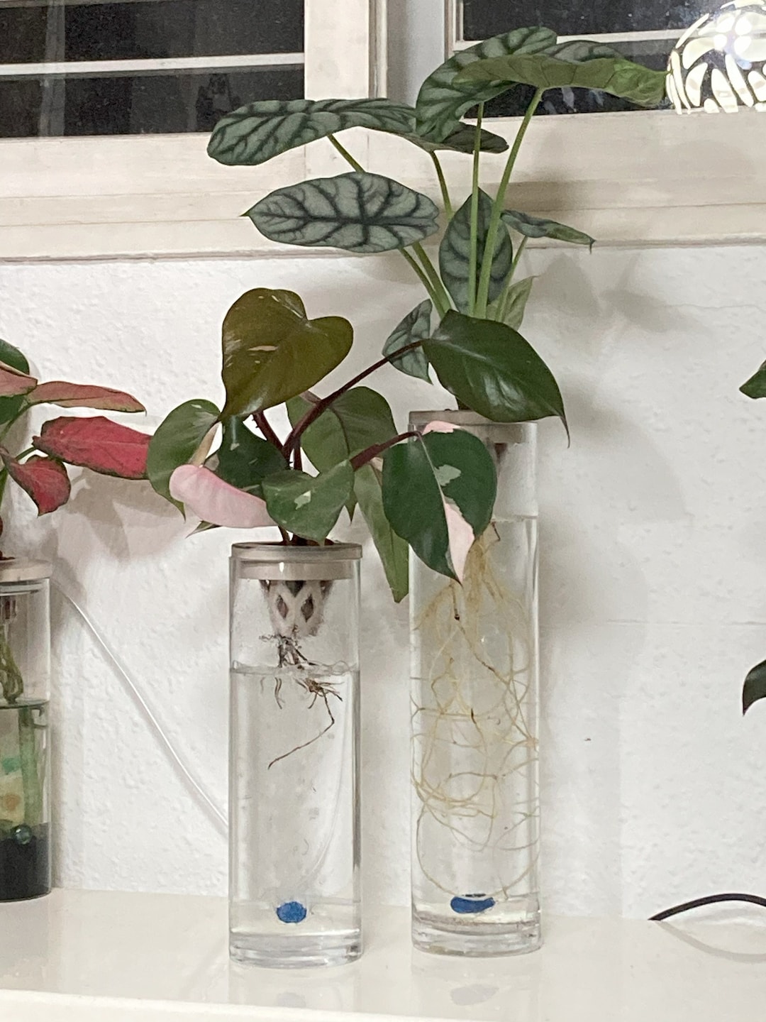 Bulla Bubble Pot, Set of Two Decorative Glass Cylinders Hydroponic ...