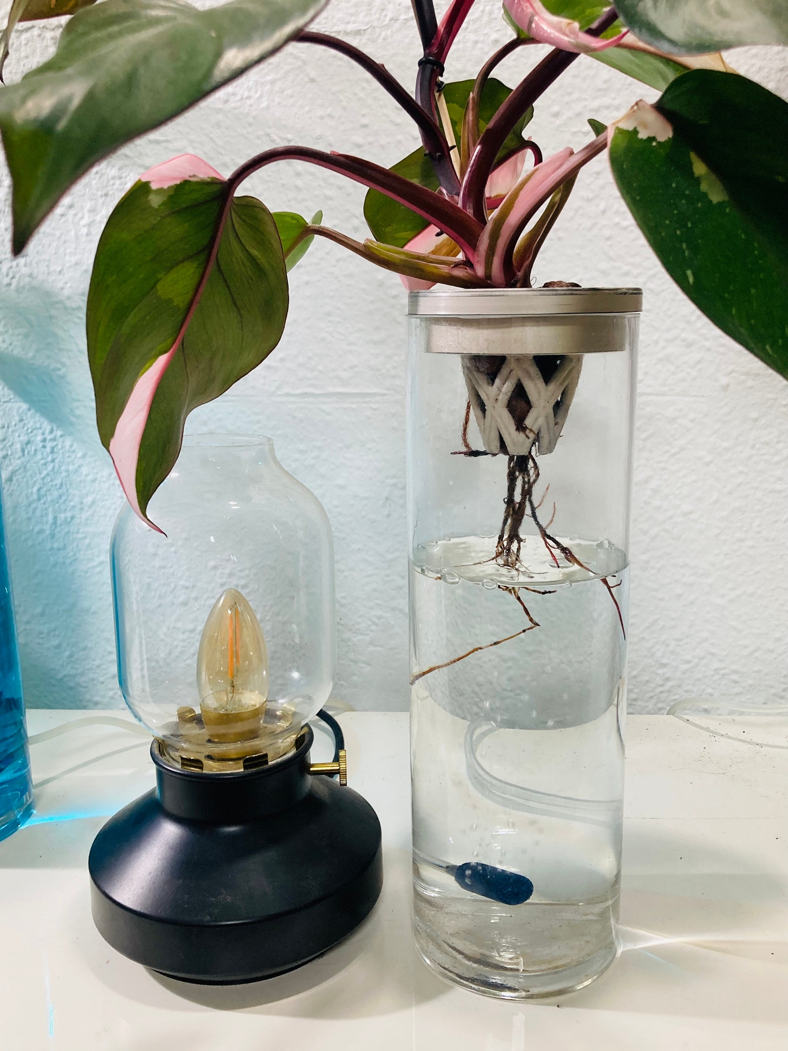 Bulla S Bubble Pot, Single 30 C"m Glass Cylinder Hydroponic Planter ...