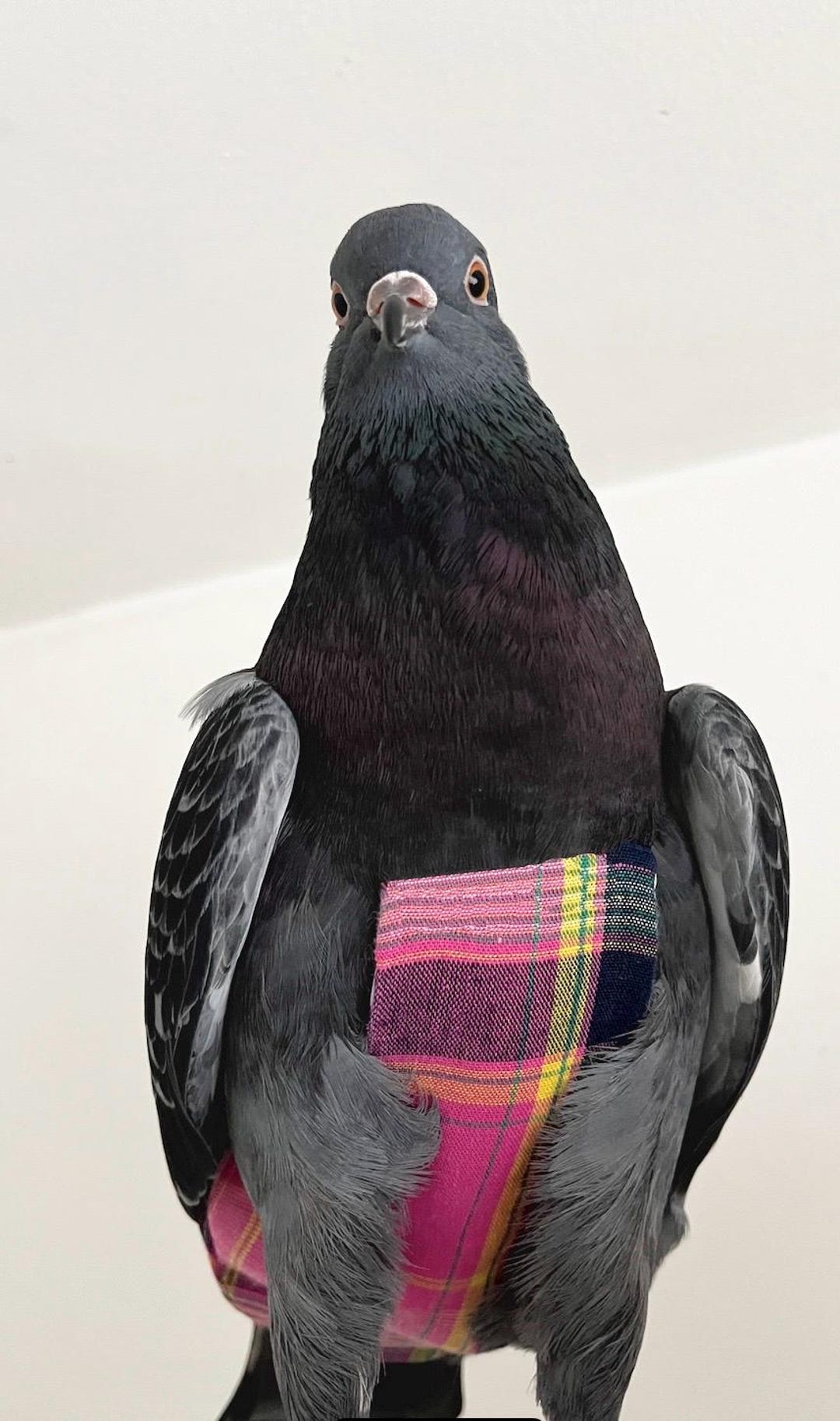 Domestic Pigeon Diaper, Pink Diaper, Rock Pigeon Pants, Bird Diaper ...