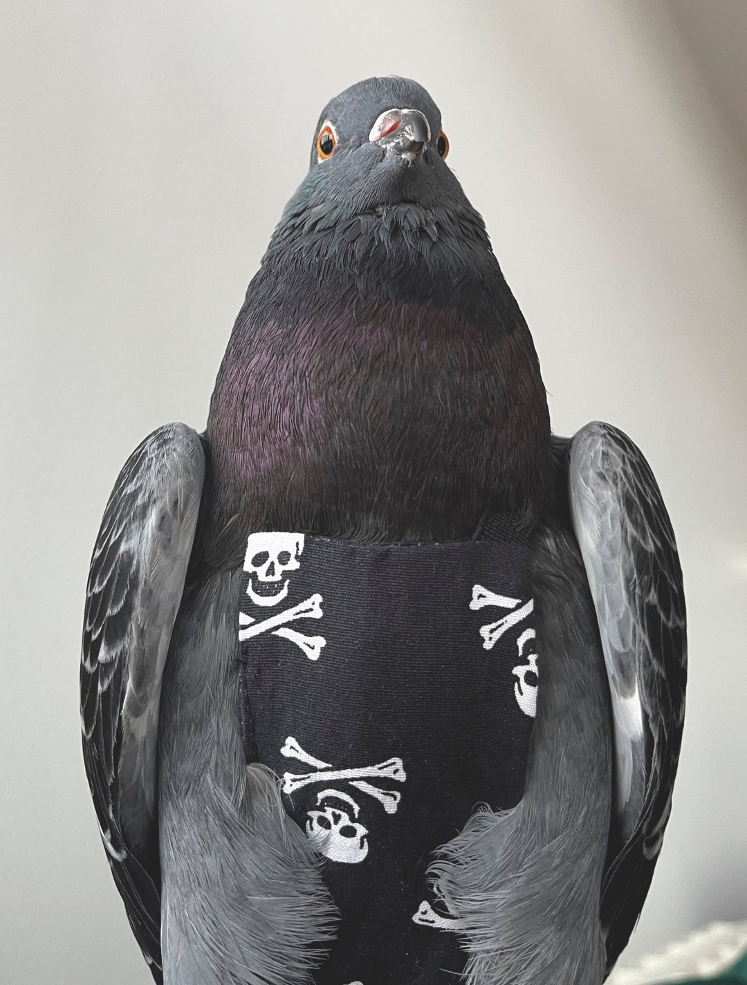 Handmade Pigeon Pants, Pigeon Pirate Diaper, Bird Diaper, Anti-bird ...