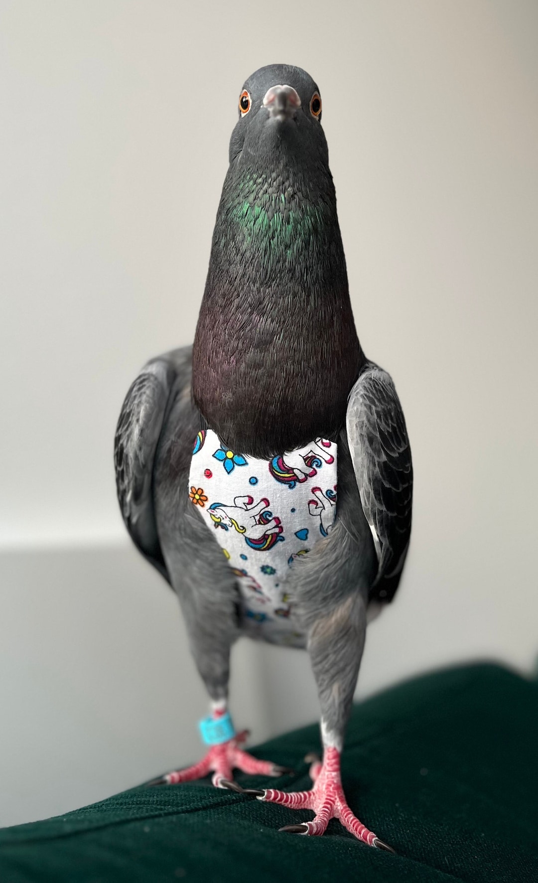 Handmade Pigeon Pants, Domestic Pigeon Diaper, Unicorn Pattern, Anti ...