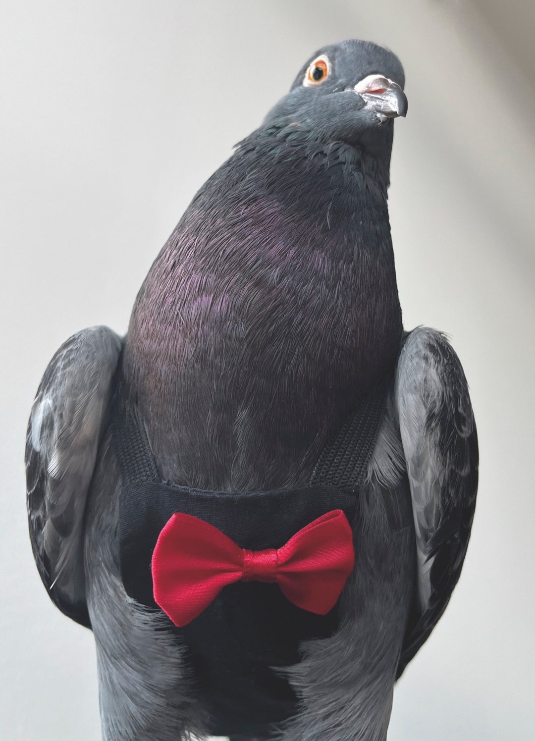 Domestic Pigeon Diaper, Pigeon Diaper, Rock Pigeon Pants, Single Pants ...