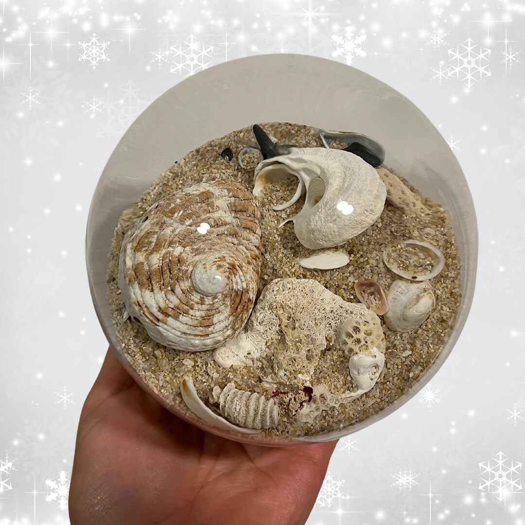 Western Australian Sea Shell Globe With Fossilized Shark Teeth and ...