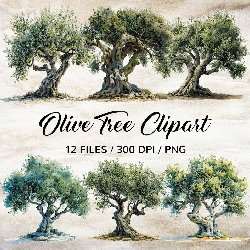Olive Trees PNG, Olive Trees Clipart, 12 High Quality Pngs, Botanical Art, Digital Download ...