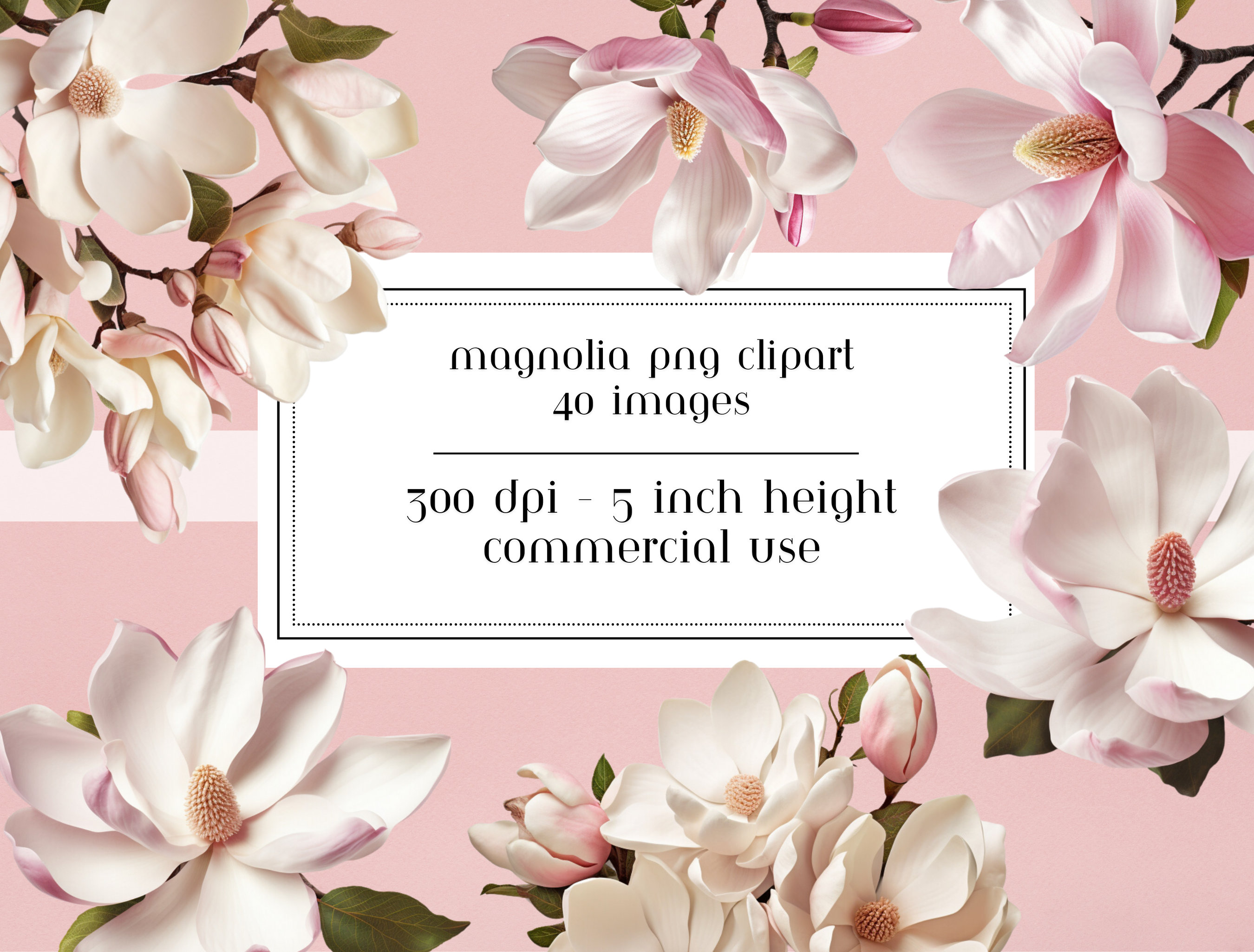 Realistic Magnolia Clipart, Pink Magnolia Graphics, Floral Clipart ...