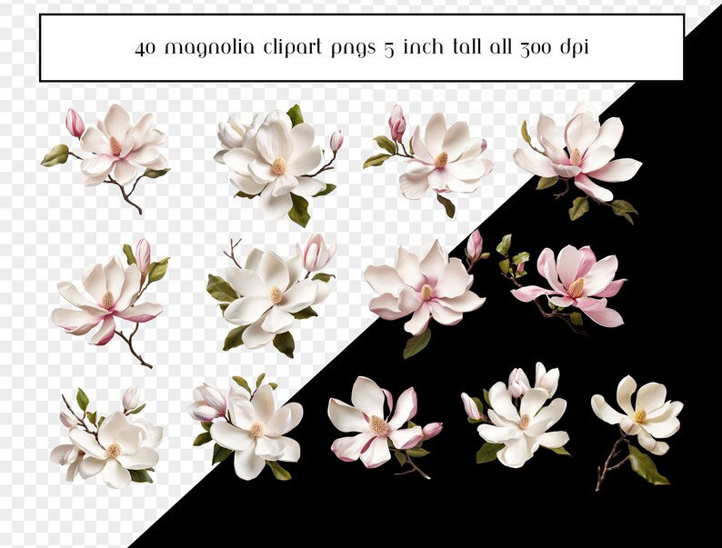 Realistic Magnolia Clipart, Pink Magnolia Graphics, Floral Clipart ...