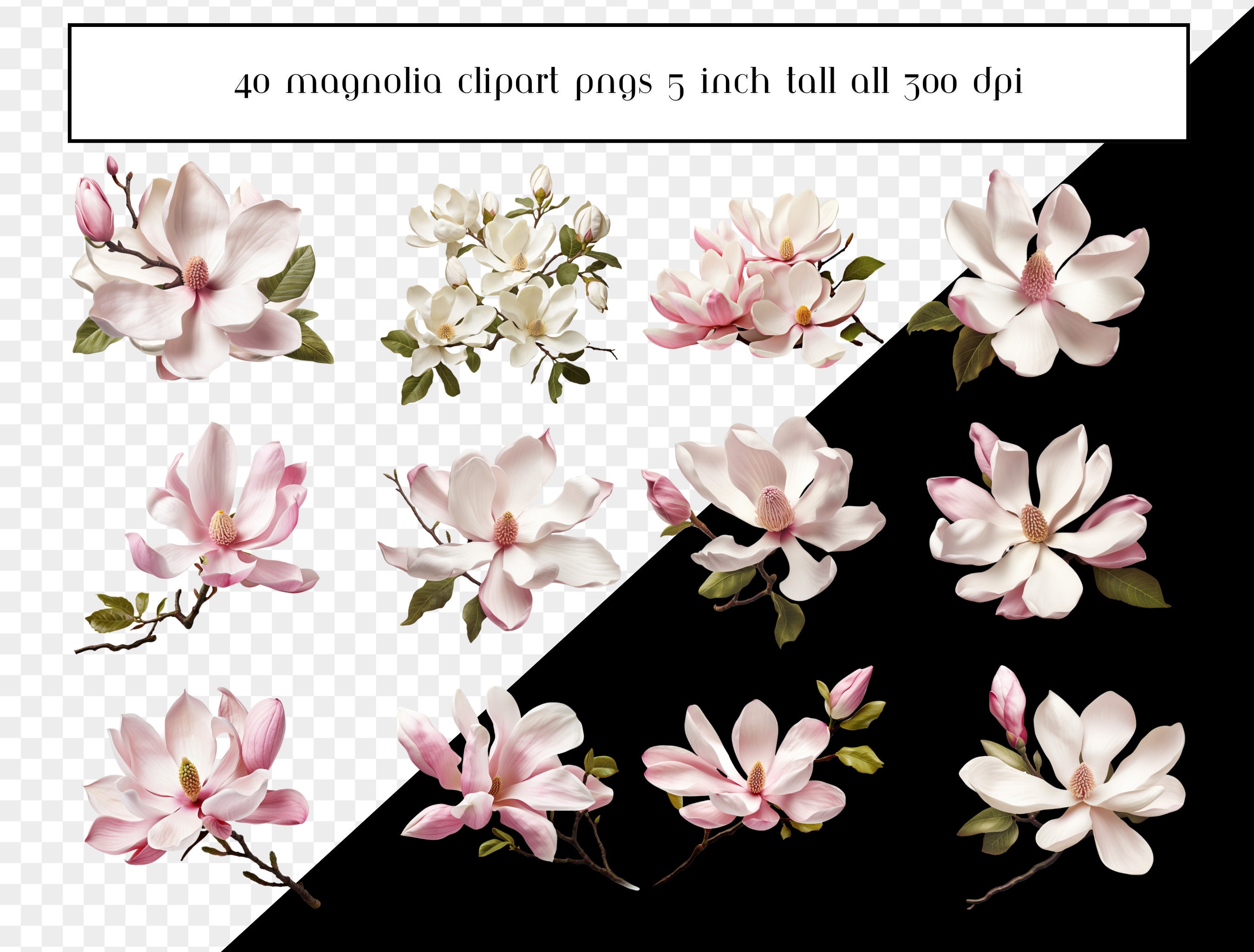 Realistic Magnolia Clipart, Pink Magnolia Graphics, Floral Clipart ...
