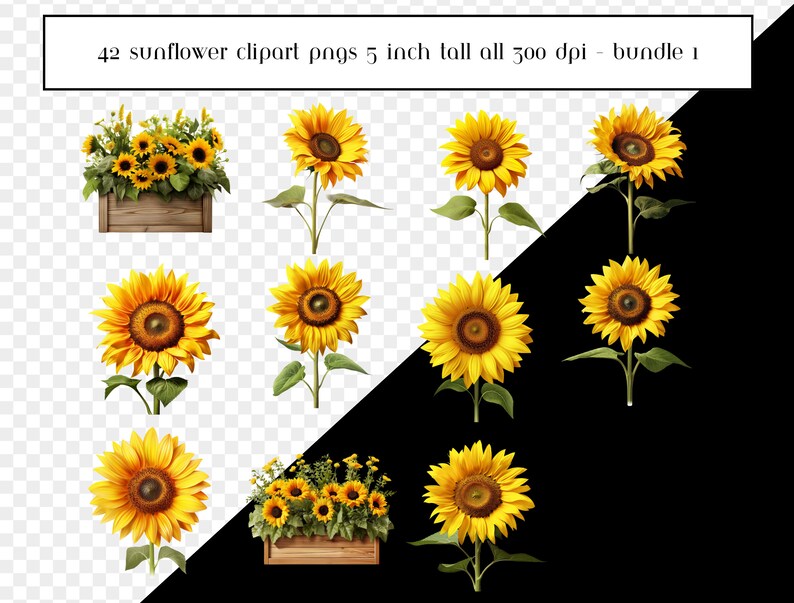Realistic Sunflower Clipart, Sunflower Graphics, Floral Clipart, 300DPI ...