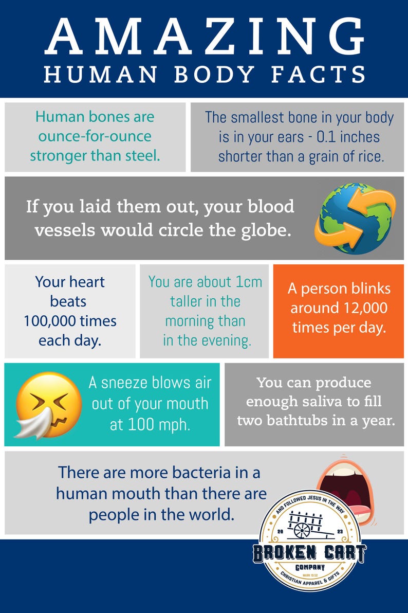 Amazing Human Body Facts Poster - Etsy