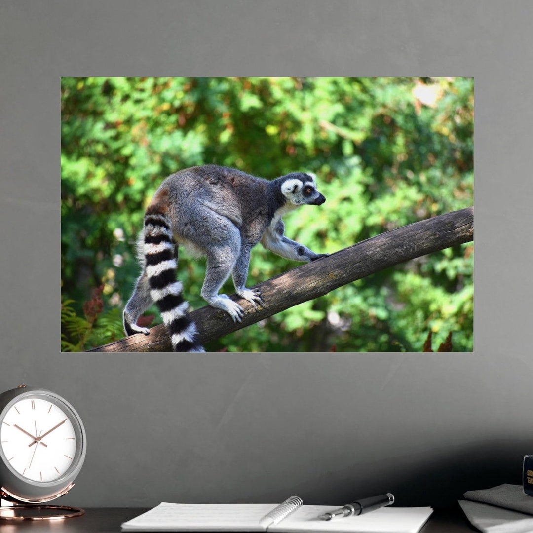 Lemur Photograph Matte Poster, Gift for Animal Lovers, Wall Art, Animal ...