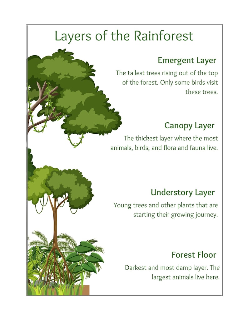 Create Your Own Rainforest Activity Pack - Etsy