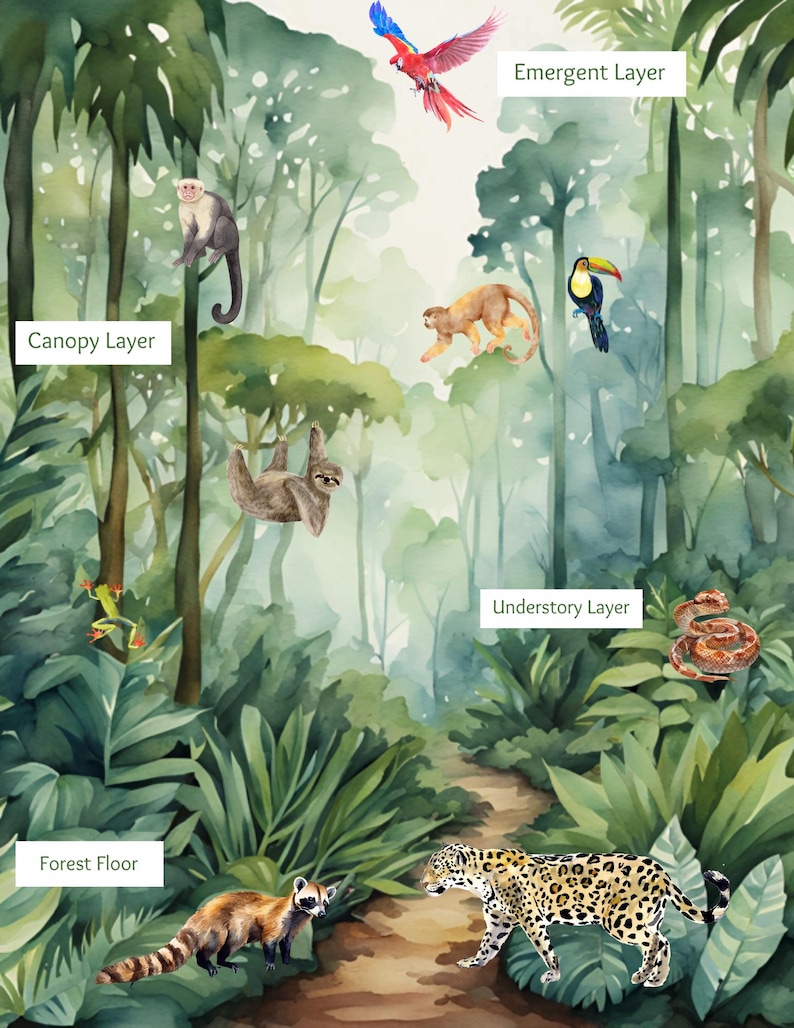Create Your Own Rainforest Activity Pack - Etsy